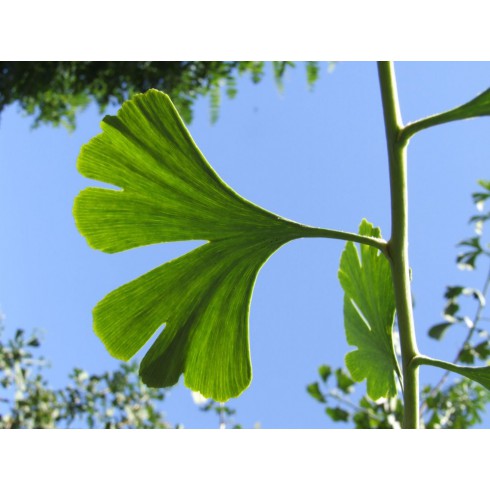 Ginkgo biloba - Gingo compra de alveolo forestal