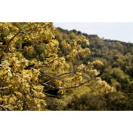 Quercus faginea - Quejigo Compra de alveolo forestal