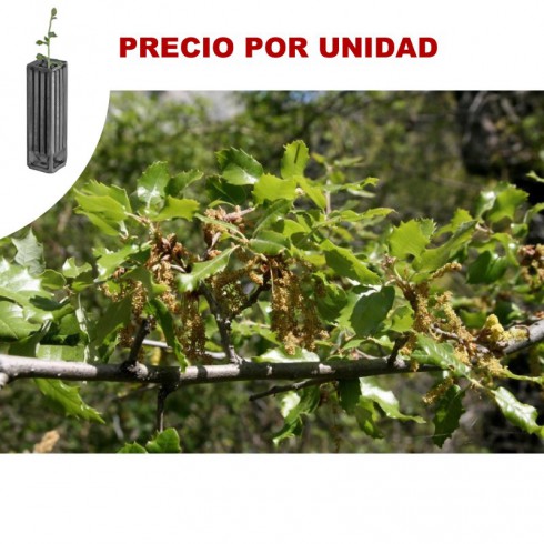Quercus faginea - Quejigo Compra de alveolo forestal